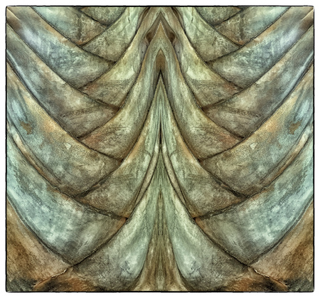 Nature's Designs Reimagined Thumbnails: Visual Art Photographer ...